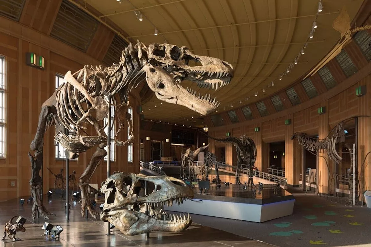 Cincinnati Museum's Dinosaur Skeleton is Helping Researchers Solve a 75 ...