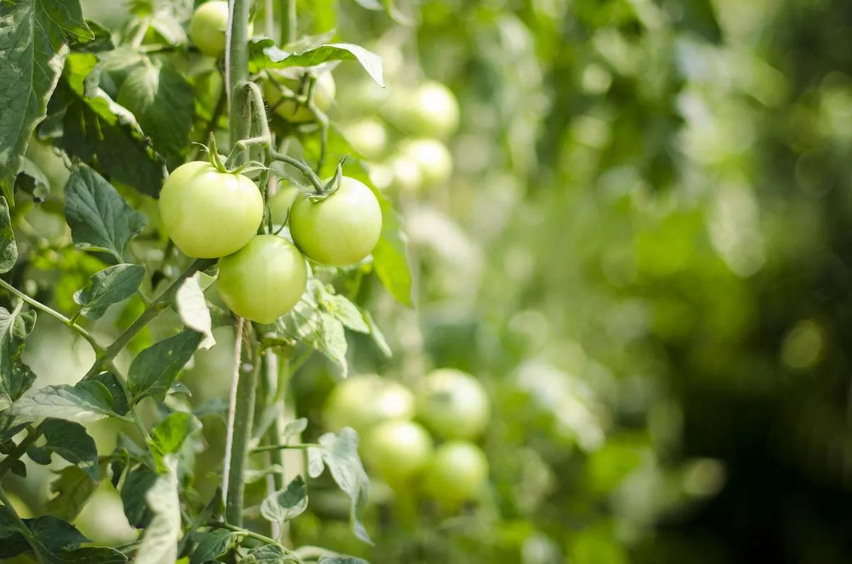 New Community Garden, Bodega in Over-the-Rhine to Offer More Fresh Food ...