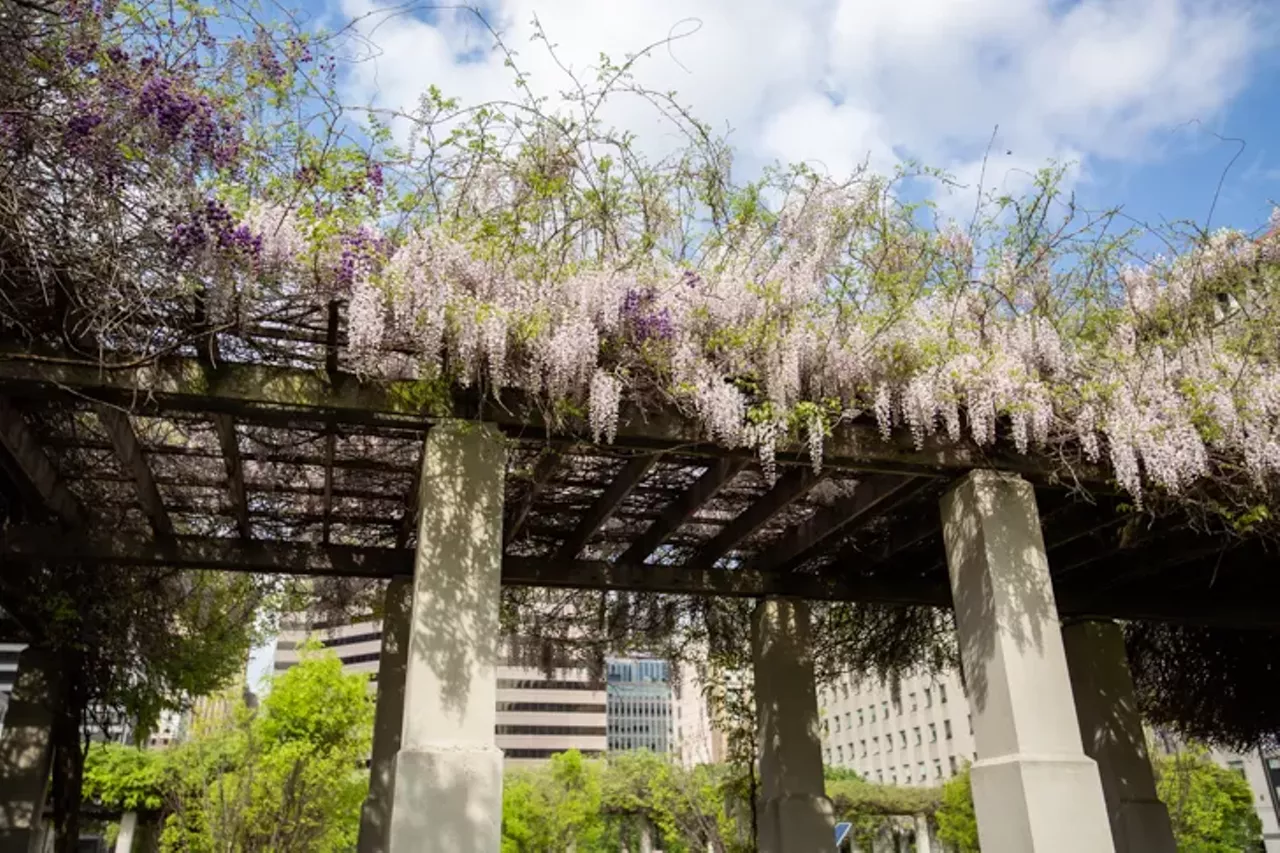 The Beautiful Wisteria Vines are in Bloom Outside of Procter & Gamble's ...
