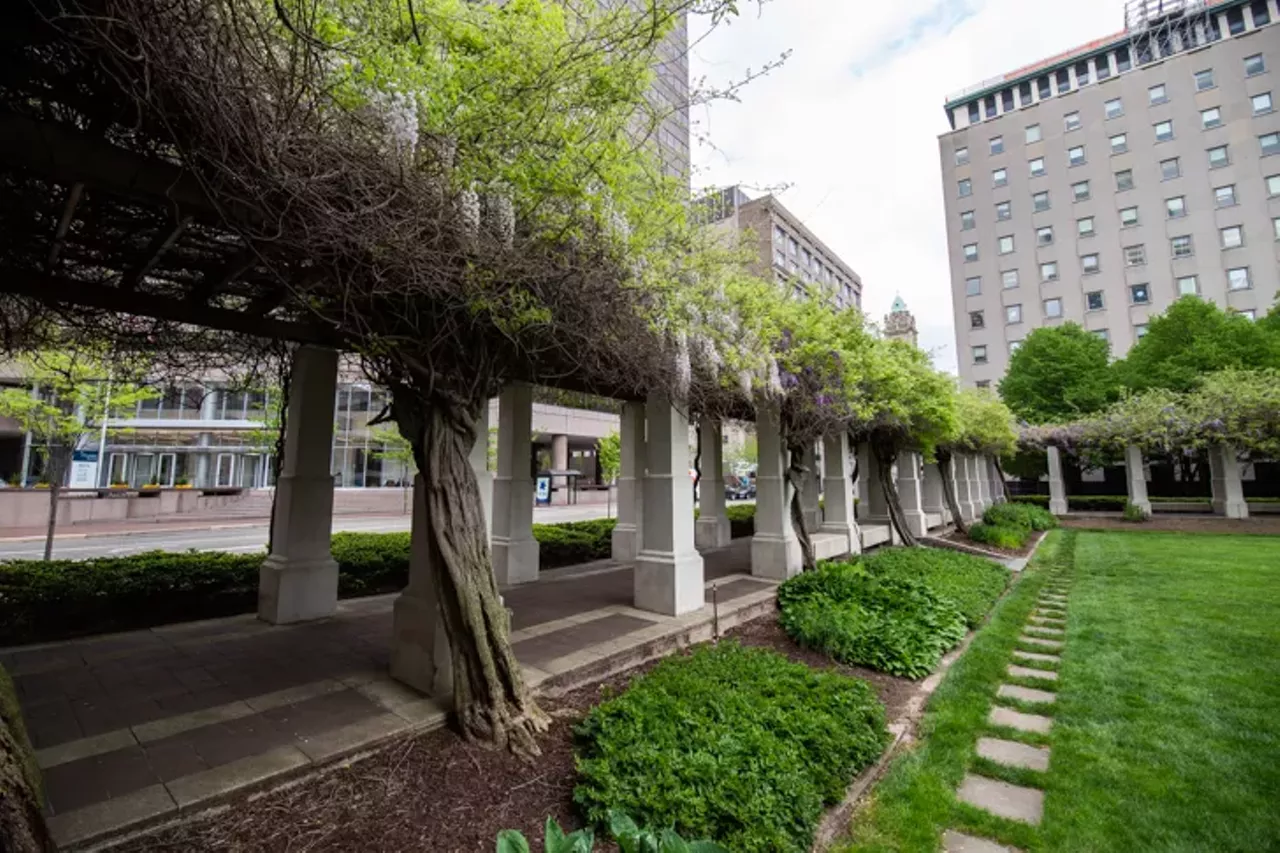 The Beautiful Wisteria Vines are in Bloom Outside of Procter & Gamble's ...
