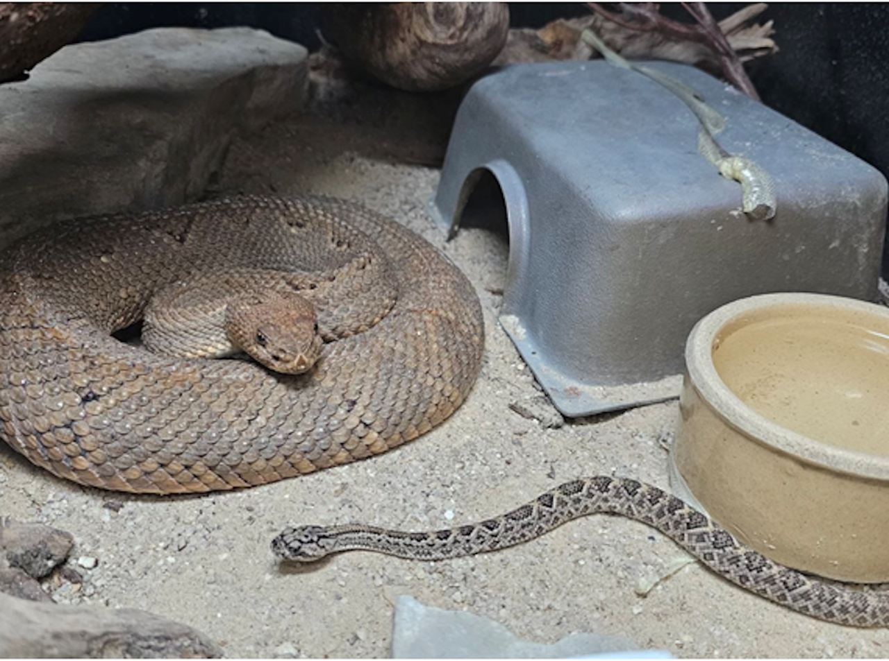 All the Adorable Zoo Babies You Can See at the Cincinnati Zoo ...